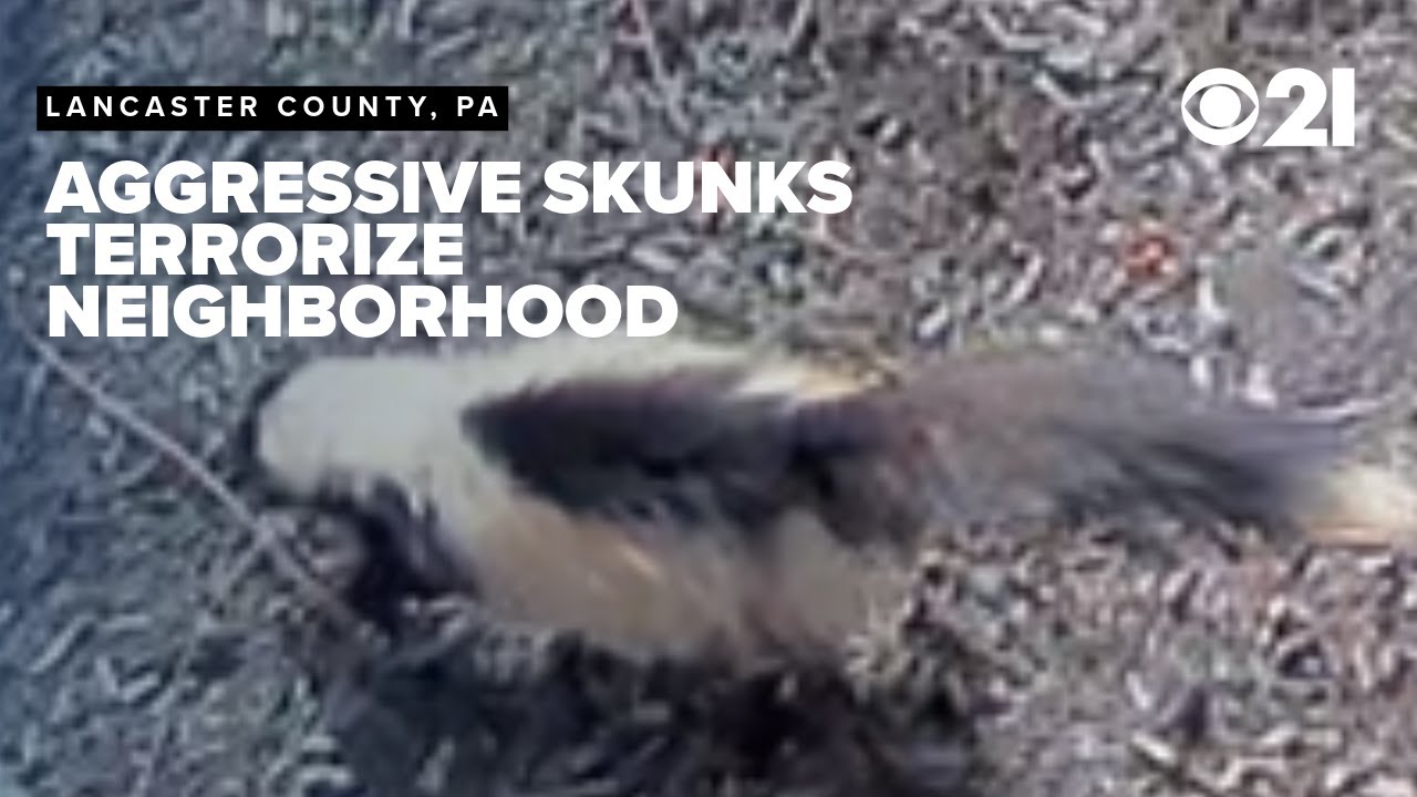 Aggressive skunks invade backyards, attack dogs in Lancaster County neighborhood - YouTube
