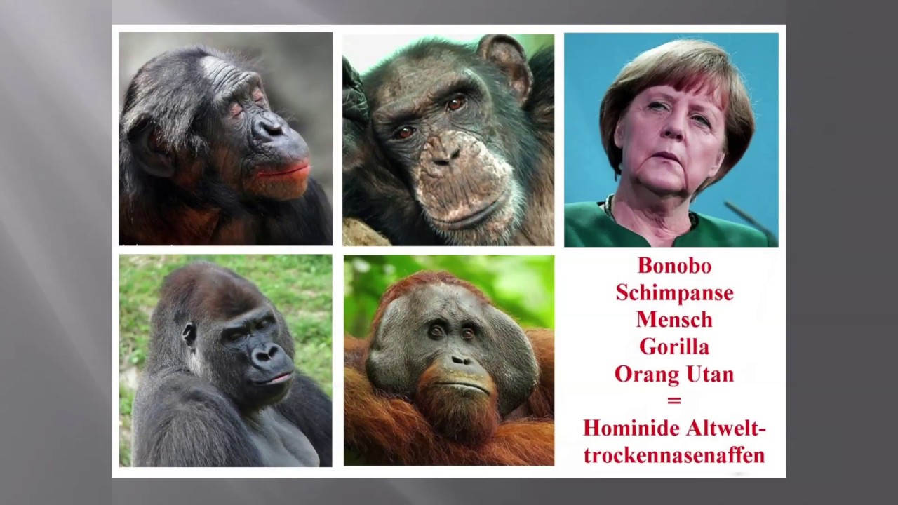 Colin Goldner - Bruder Chimpanse, Schwester Bonobo: Grundrechte für ...