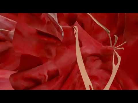 BodyMap: A Pumping Heart - YouTube