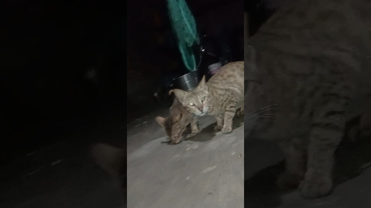 Cat eating leg fiss | #short #shorts - YouTube