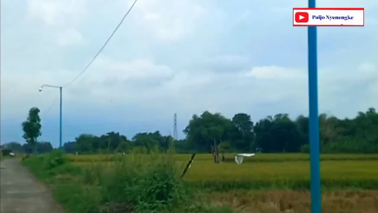 Desa Ngawen Margorejo Pati Mulai Panen Padi - YouTube