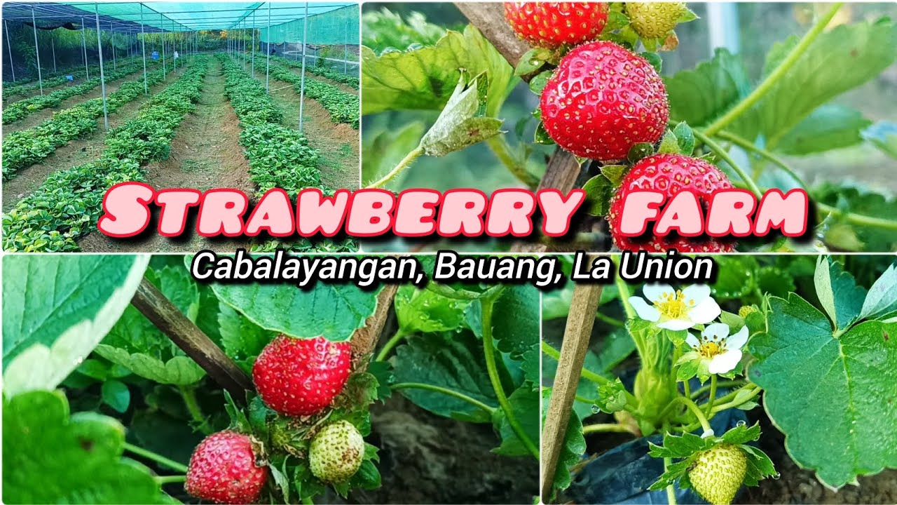STRAWBERRY FARM (Cabalayangan, Bauang, La Union) - YouTube