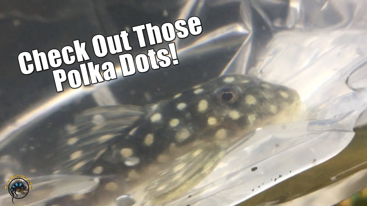 Polka Dot Fish & More! This Week's Fish Delivery! - YouTube