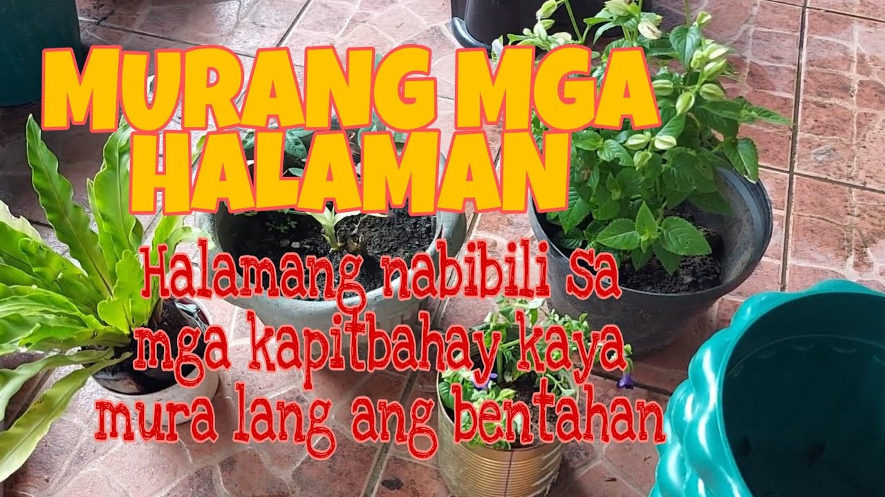 MURANG HALAMAN - YouTube