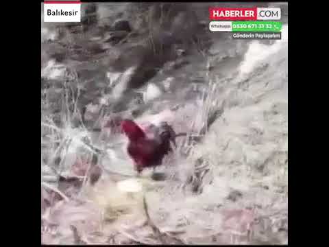 “Ana” deyə banlayan xoruz kəsilməkdən son anda xilas oldu