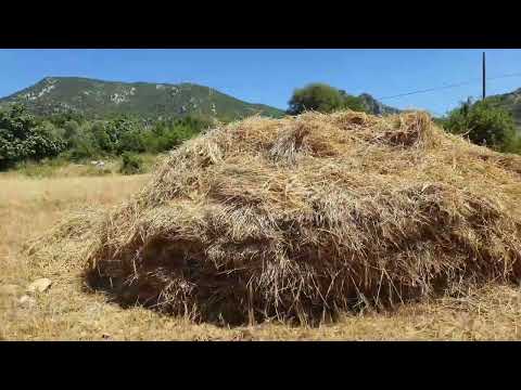 Hasat zamanı ~patosa sap atma ~#hasat #hasatzamanı #buğday