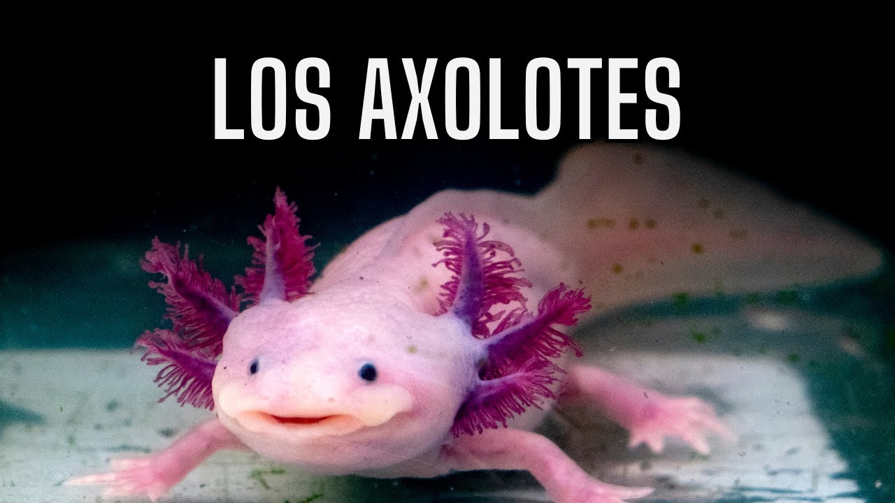 Axolotes mexicanos #axolotl #axolote #axolotllove #ajolotes #ajolote # ...