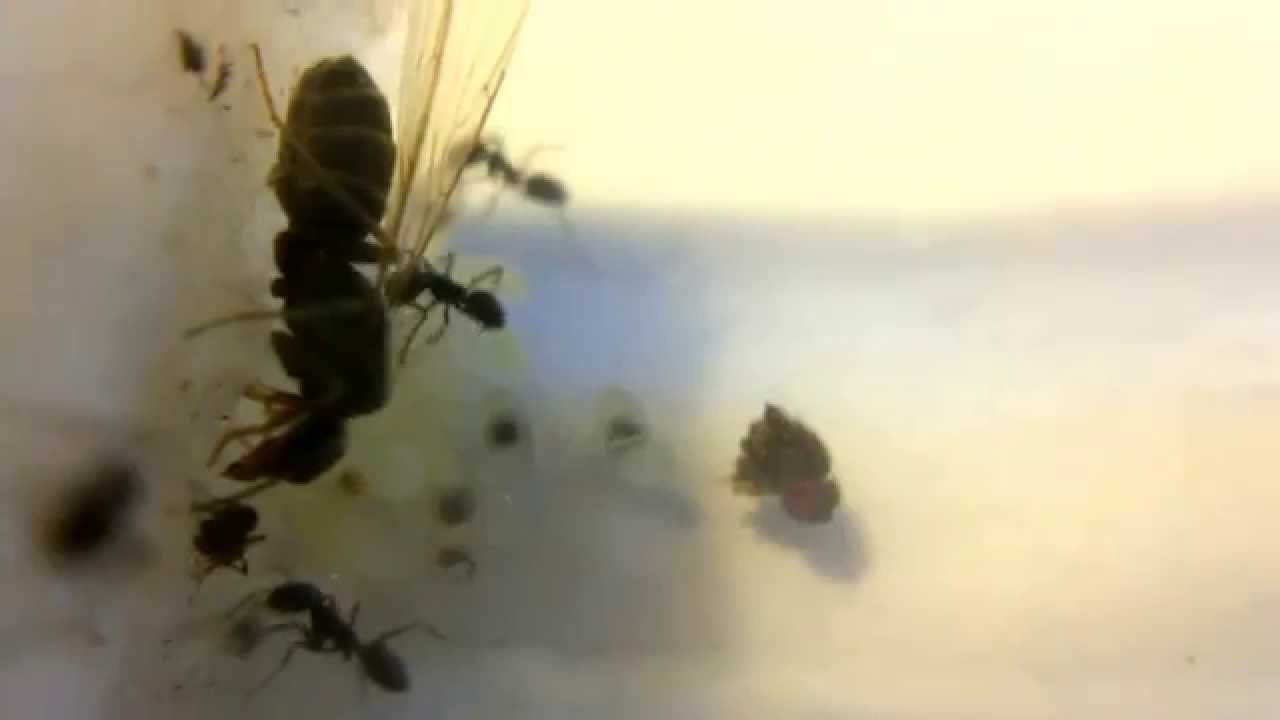 My Dorymyrmex insanus Colony 10-5-2014 - YouTube