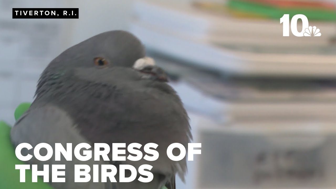 Congress of the Birds raises money for new home - YouTube