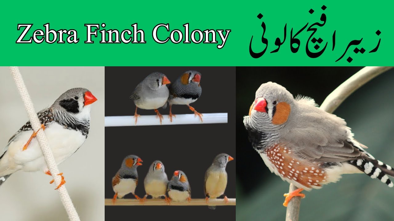 Finch Colony setup #pet #birds #zebrafinch #finch @chirindprind # ...