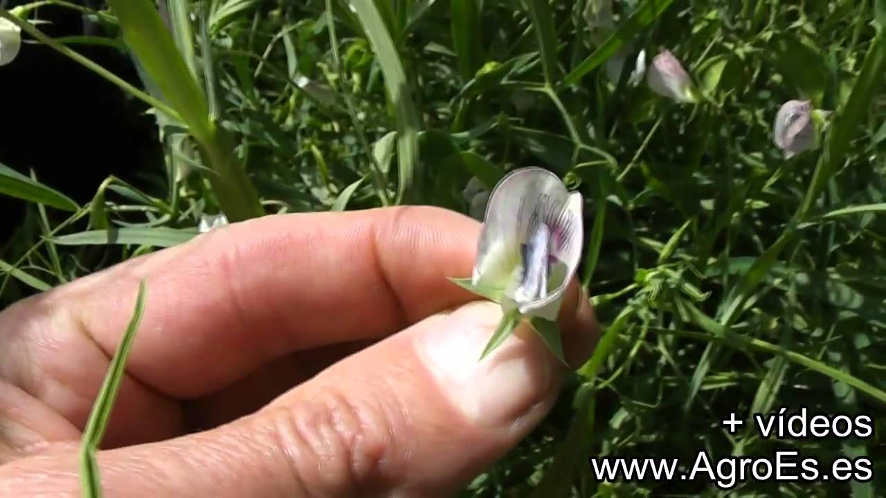 Almortas Guijas - AgroEs.es - YouTube