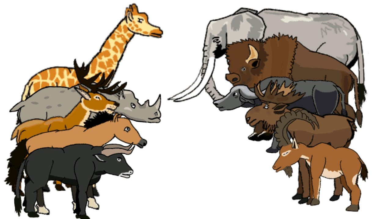 wild animals animation —all animation #dr2 #drowingcartoon2 - YouTube