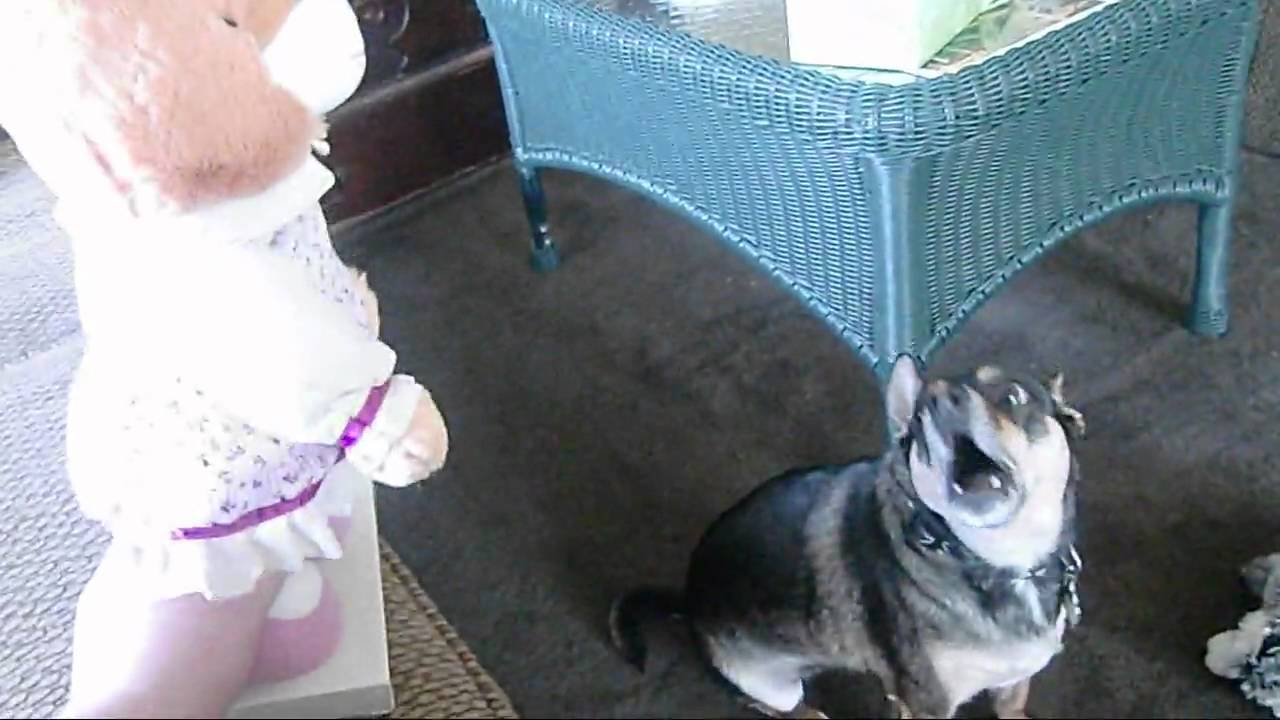 Pepe and the singing Easter Bunny - YouTube