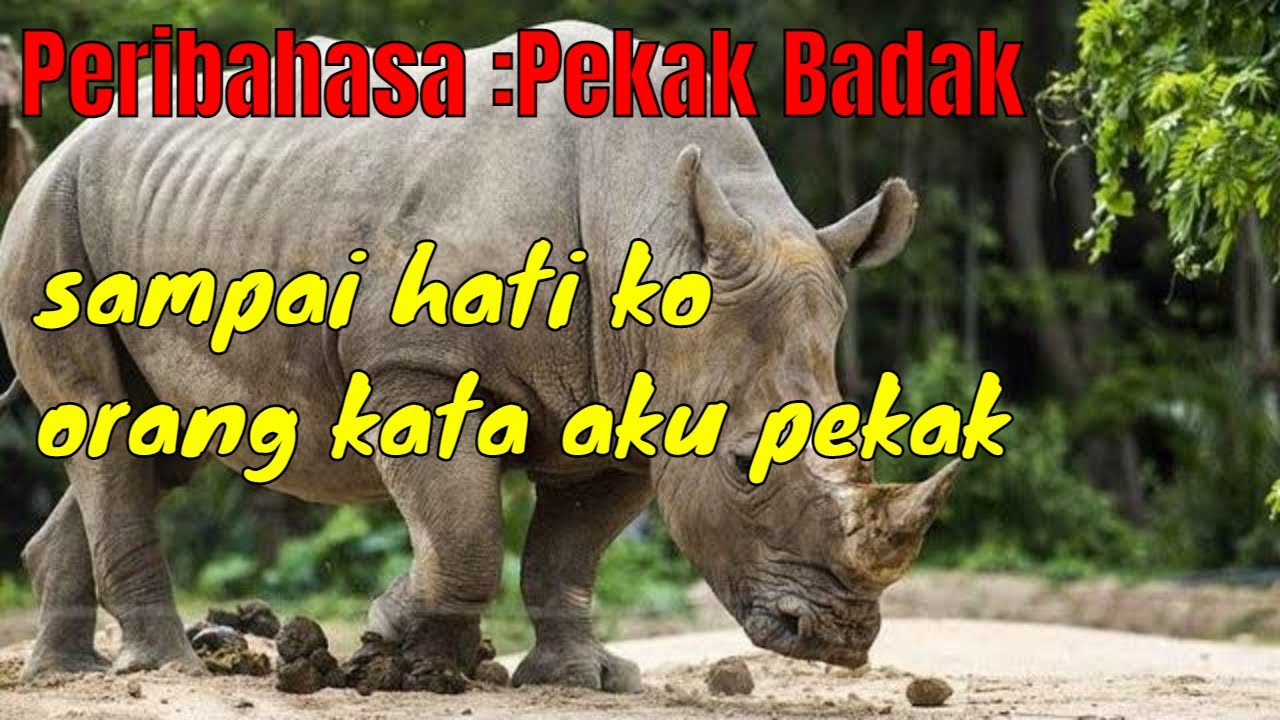Peribahasa:Pekak Badak - YouTube