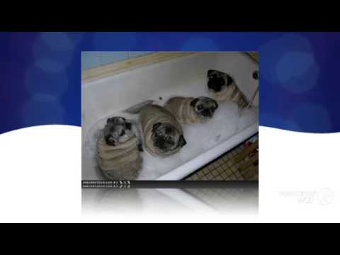 Pugland Dog breed - YouTube