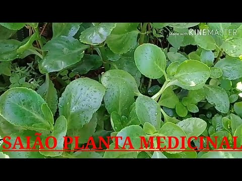 SAIÃO PLANTA MEDICINAL ! - YouTube