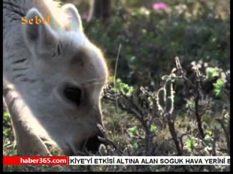 Ölürüm Sana Seydam