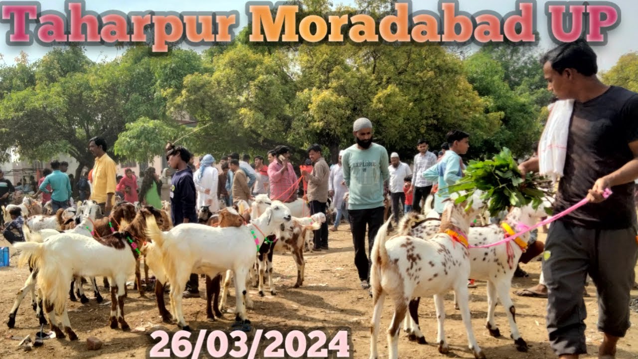 26 03 taharpur Bakra Mandi 2024 barbari bakri | barbari goat for sale ...