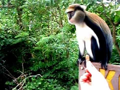 Boabeng-Fiema Monkey Sanctuary - YouTube