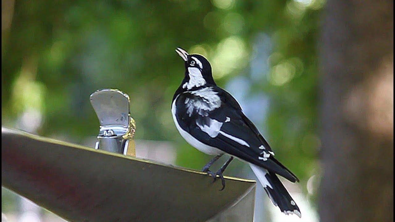 Mudlark in the city | Australian birds - YouTube