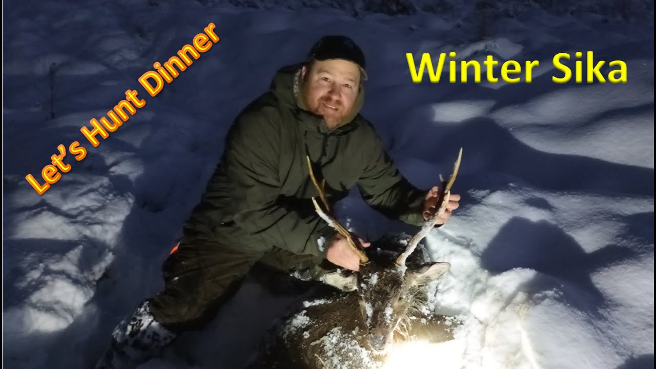 Winter Sika Hunt with deer everywhere and two fantastic trophy 8 ...