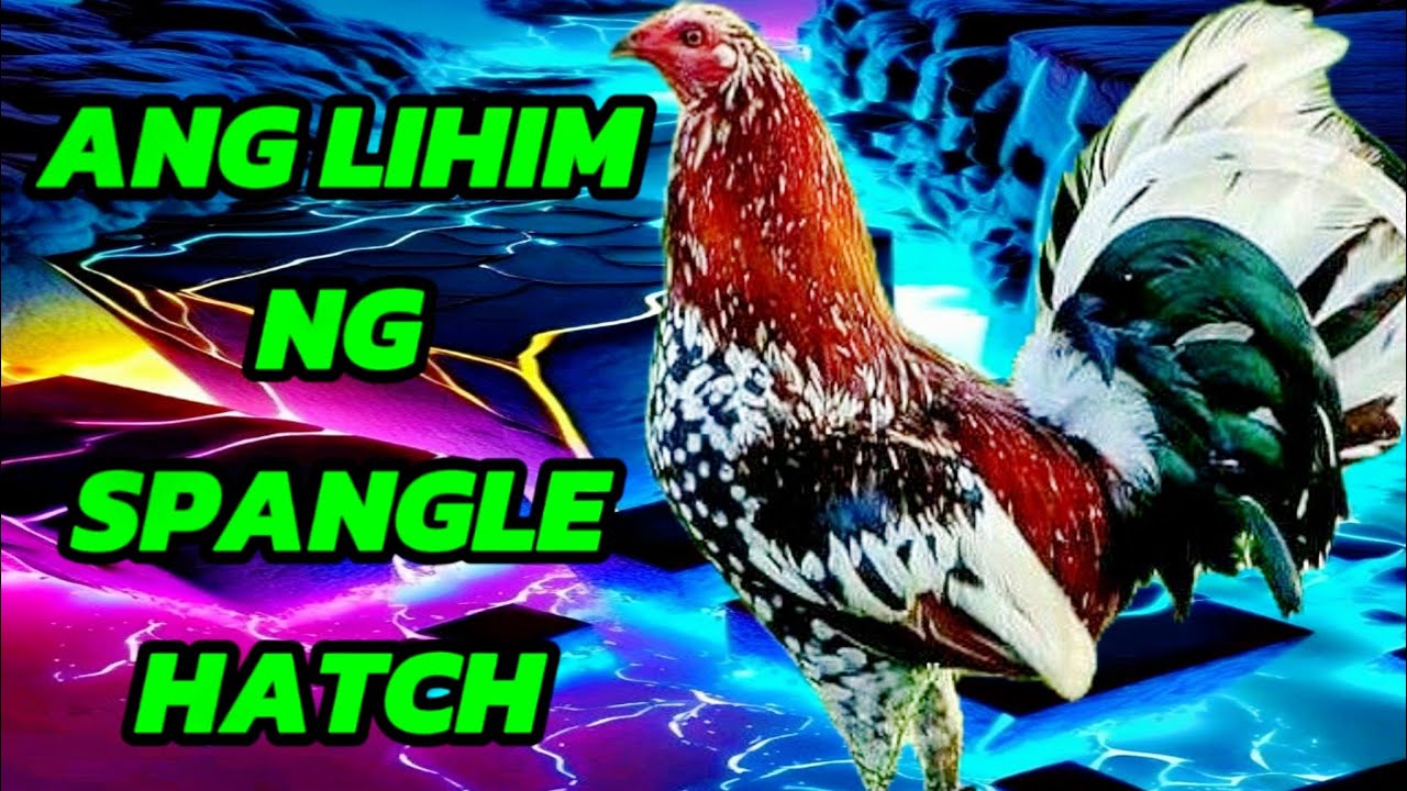 Spangle Hatch: Brutal Power, Unrivaled Legacy! 🔥 - YouTube