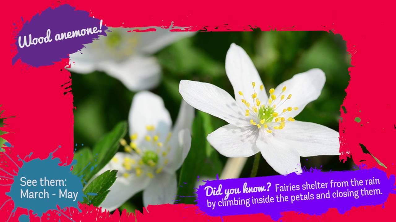 Spring flowers identification for kids - YouTube