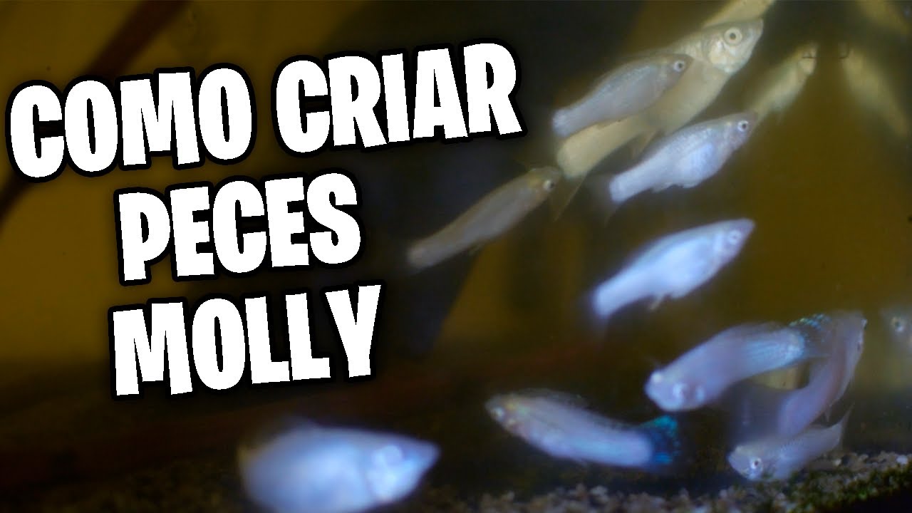 COMO REPRODUCIR PECES MOLLY | Rincon Animal - YouTube