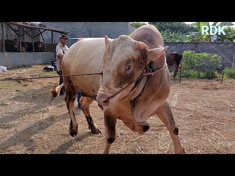 SAPI JUMBO SIMENTAL PO SIMPO NGAMUK SEREM..!! - YouTube