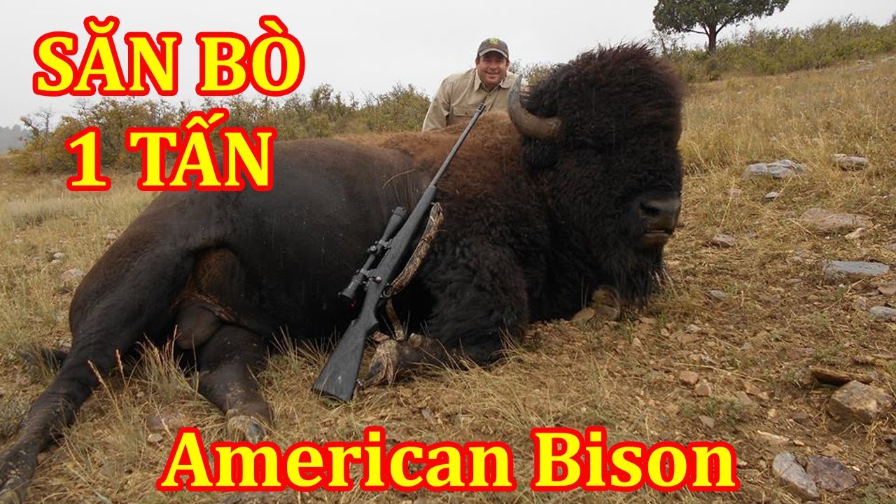 Săn bò rừng châu Mỹ - Săn bò Bison - American Bison hunting - Một câu ...