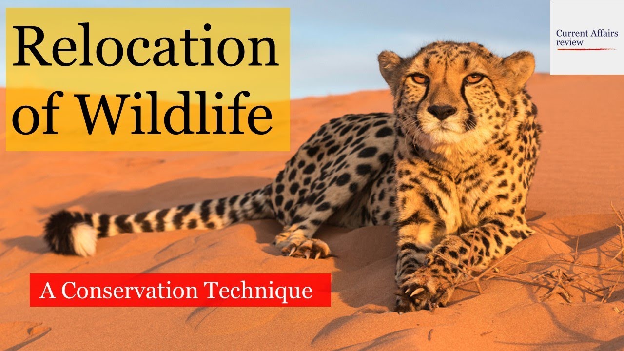 RELOCATION OF WILDLIFE: CURRENT AFFAIRS REVIEW: ENVIRONMENT AND ...