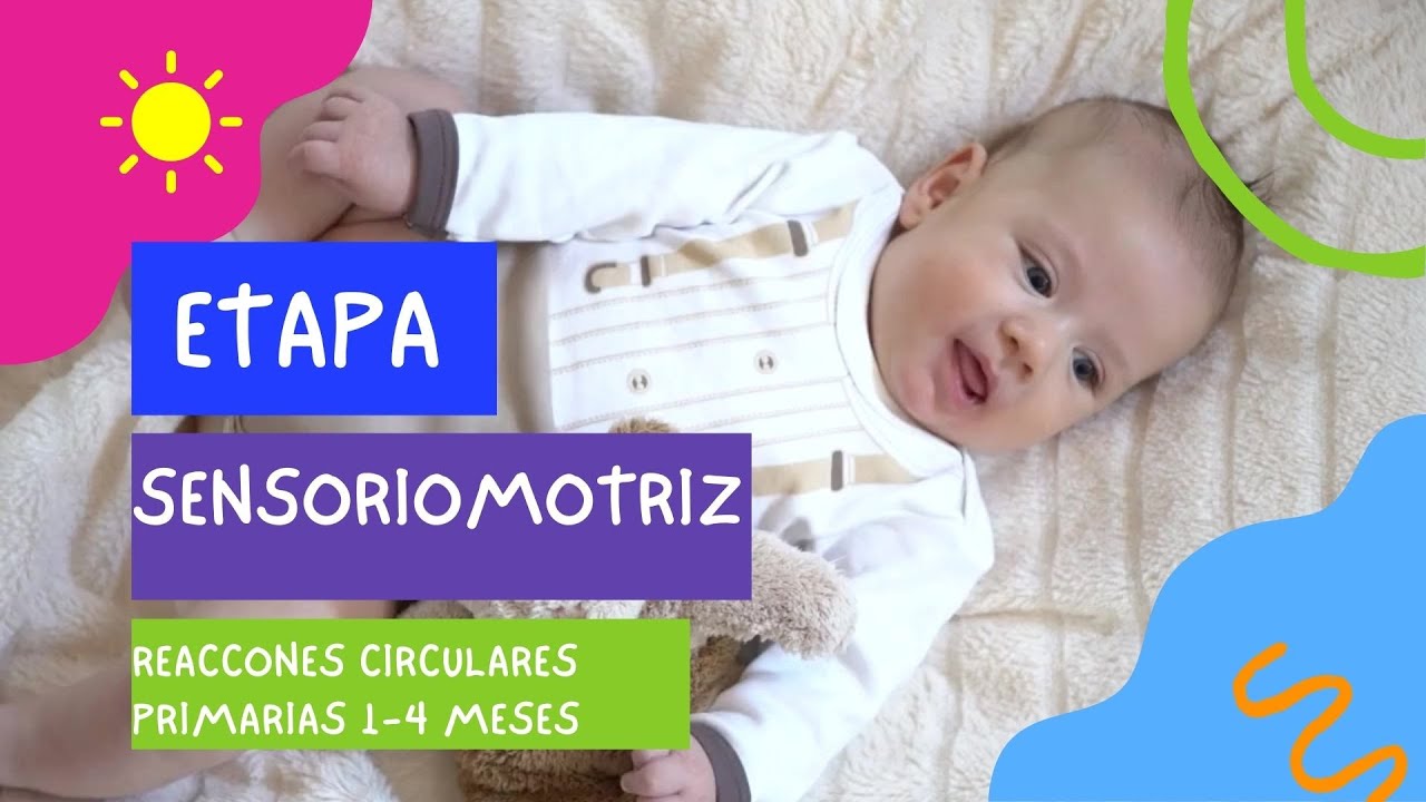 Etapa Sensoriomotriz (Reacciones Circulares Primarias 1-4 meses) - Guía ...
