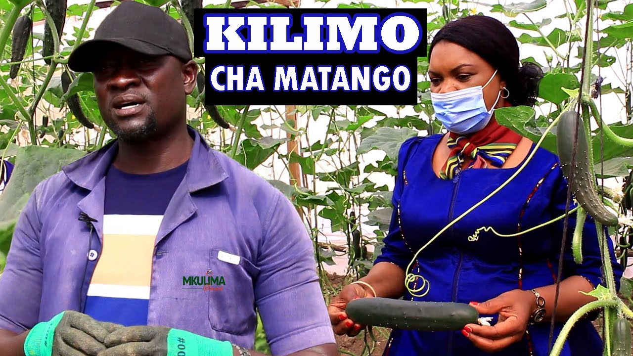 KILIMO CHA TANGO|Fahamu Kilimo Cha Matango (Cucumber) mbegu za RIJK ...