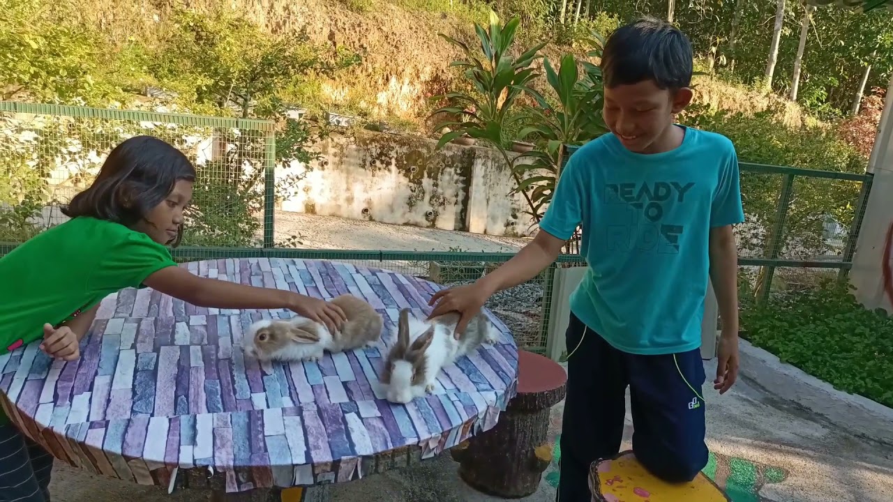 Bermain bersama arnab # play with rabbit - YouTube