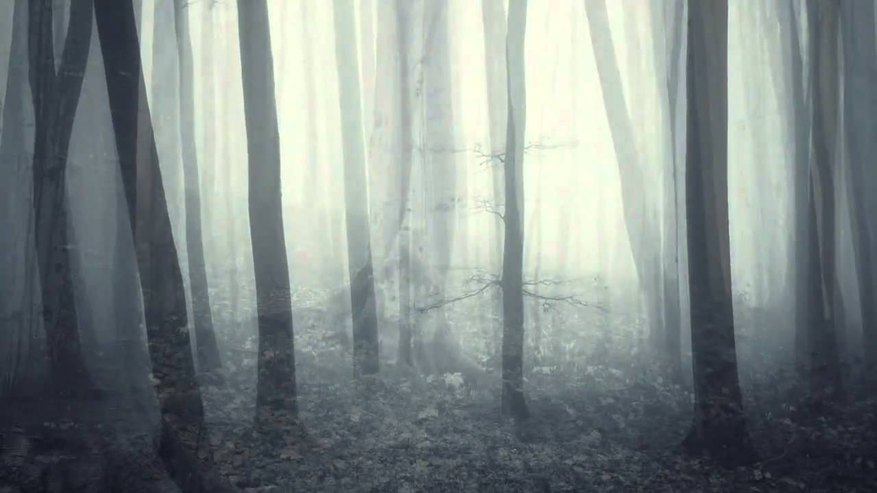 Transylvanian Forest - PhotoCosma - YouTube