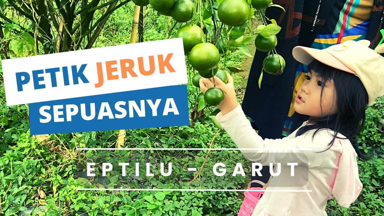 Wisata Perkebunan Jeruk EPTILU - Garut - YouTube