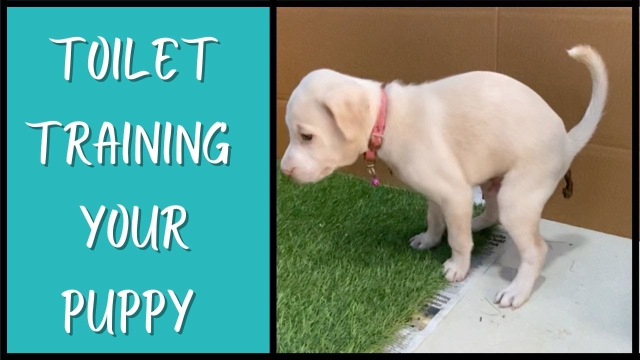how-to-toilet-train-your-puppy-what-you-need-to-know-youtube