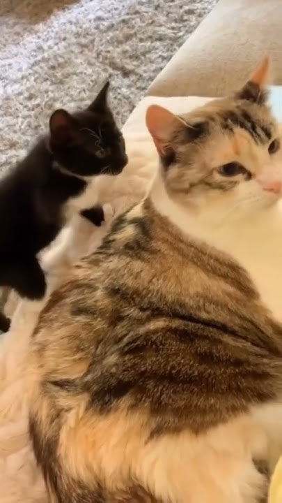 Random cats video 7 #cats #cute #animals #funny #catlovers #viralshorts ...