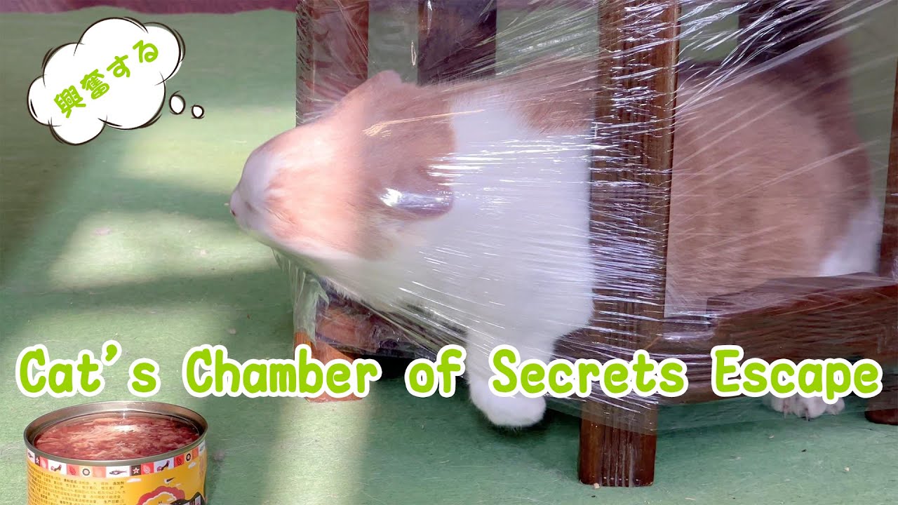 Which Cat Can Escape From The Plastic Wrap Faster?🎉猫の脱出ゲーム🤣| Funny Cat ...