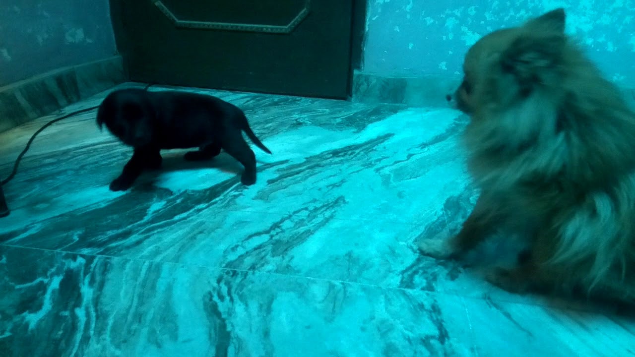 See my old pamelian breed dog meets his NEW friend Labrador - YouTube