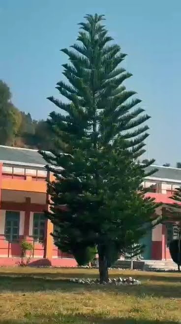 beautiful view of PGC Bagh - YouTube