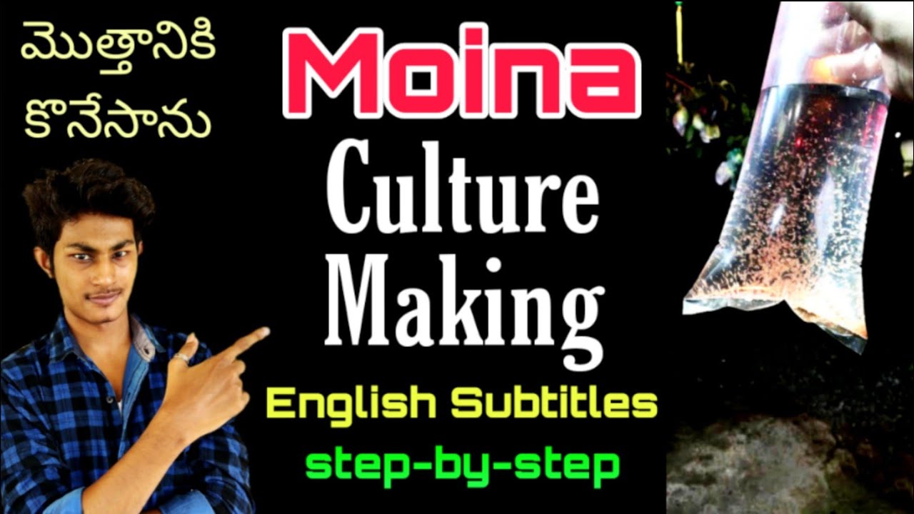 How to Culture Moina at home : Moina Culture making in telugu : Best ...