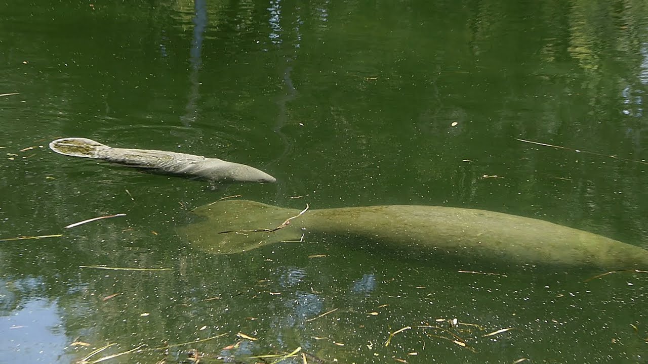 Mother and Baby Manatee - Santa Fe River, Florida - Raw Footage - YouTube