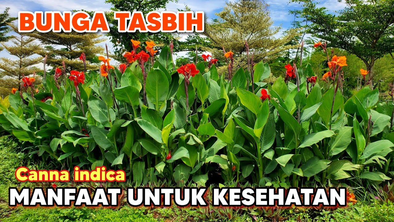 Manfaat bunga tasbih untuk kesehatan ‼️ Canna indica #bungakana canna ...