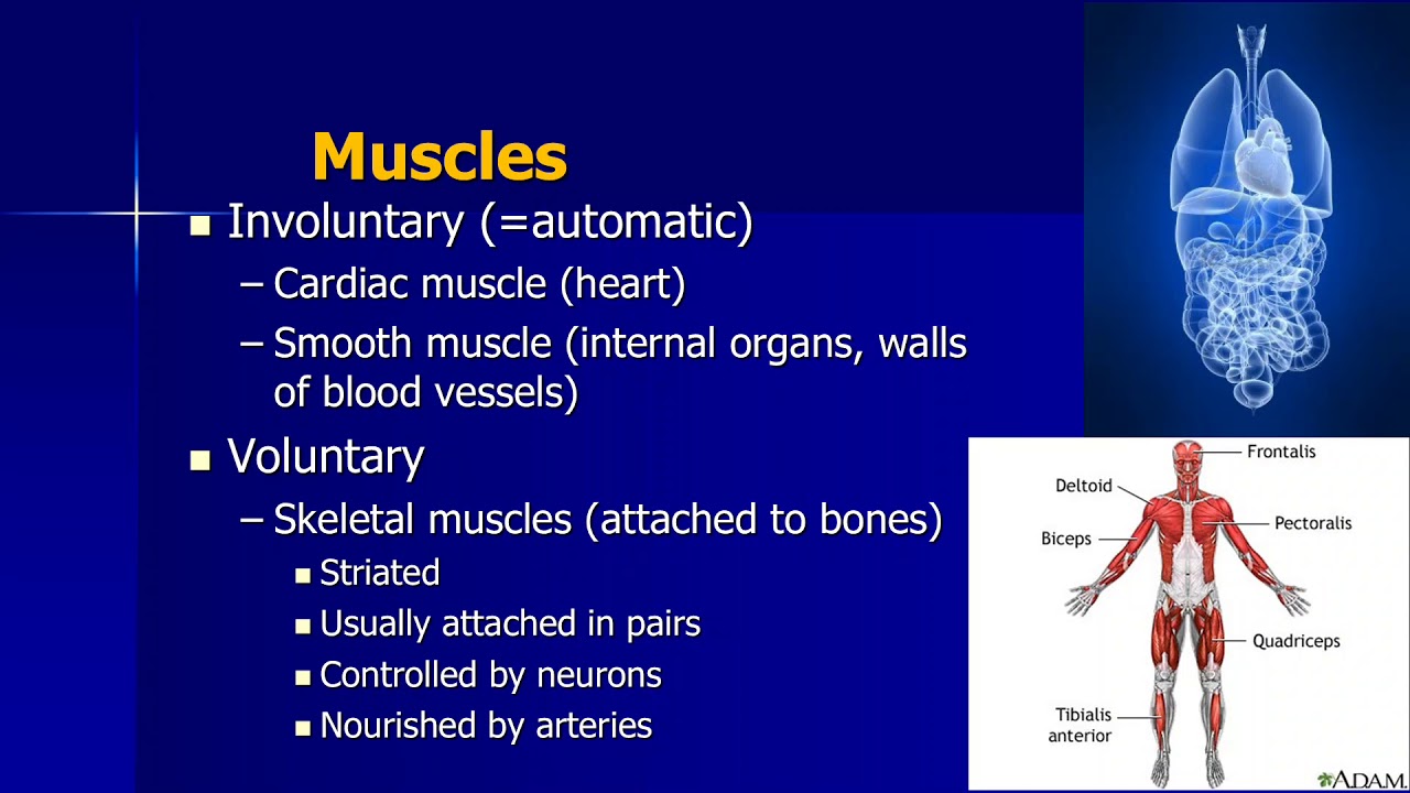 Introduction to the Muscles for Ergonomists - YouTube