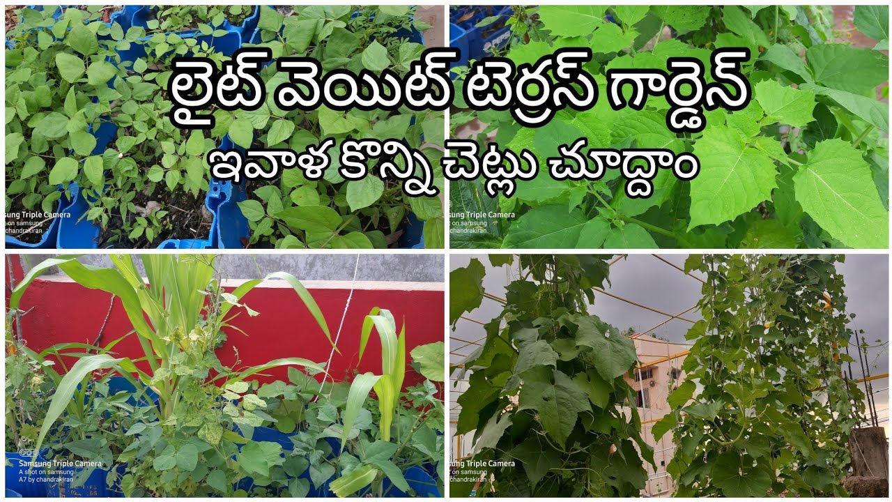 2 inches lo 1½feet rare alchintakaya chudam - YouTube