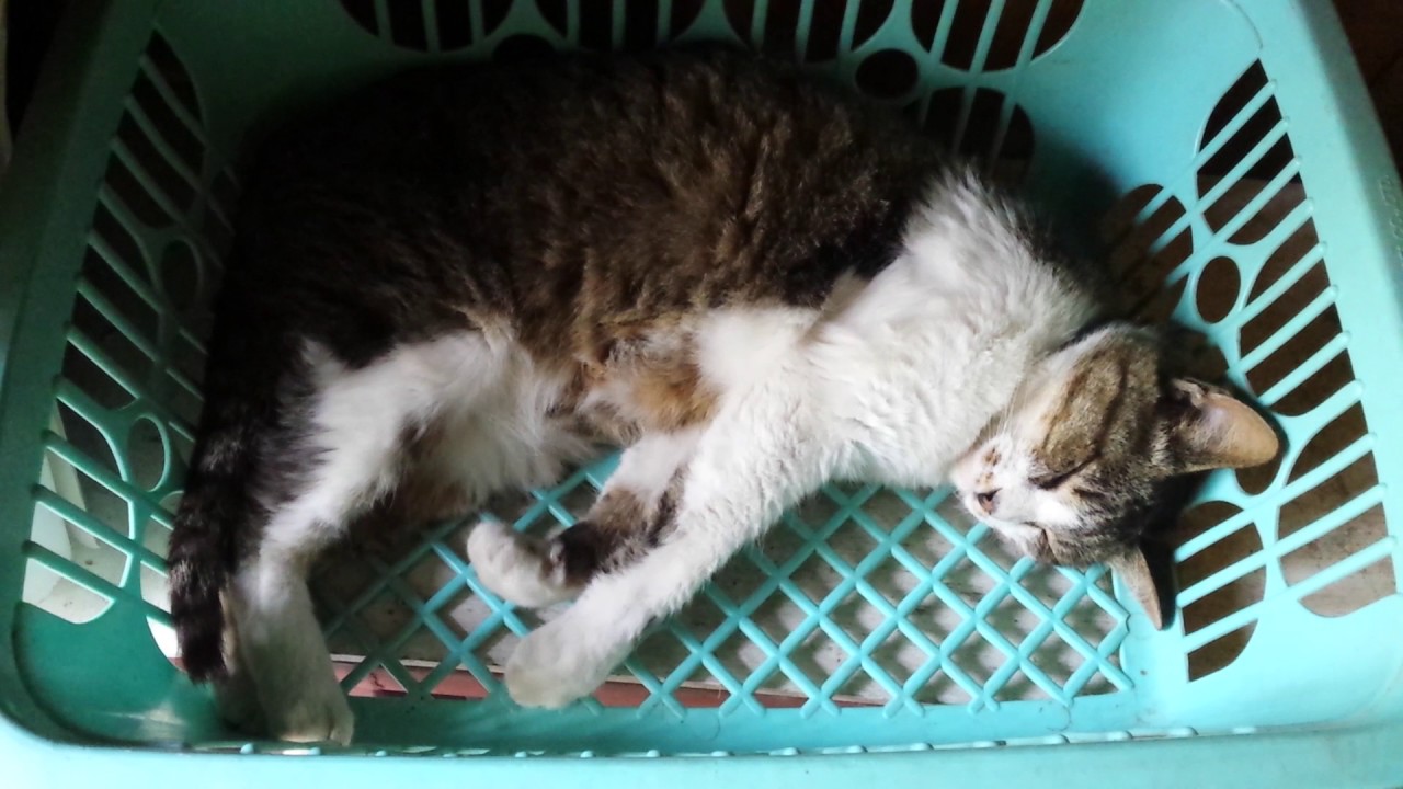 A cat sleeping in the box. - YouTube