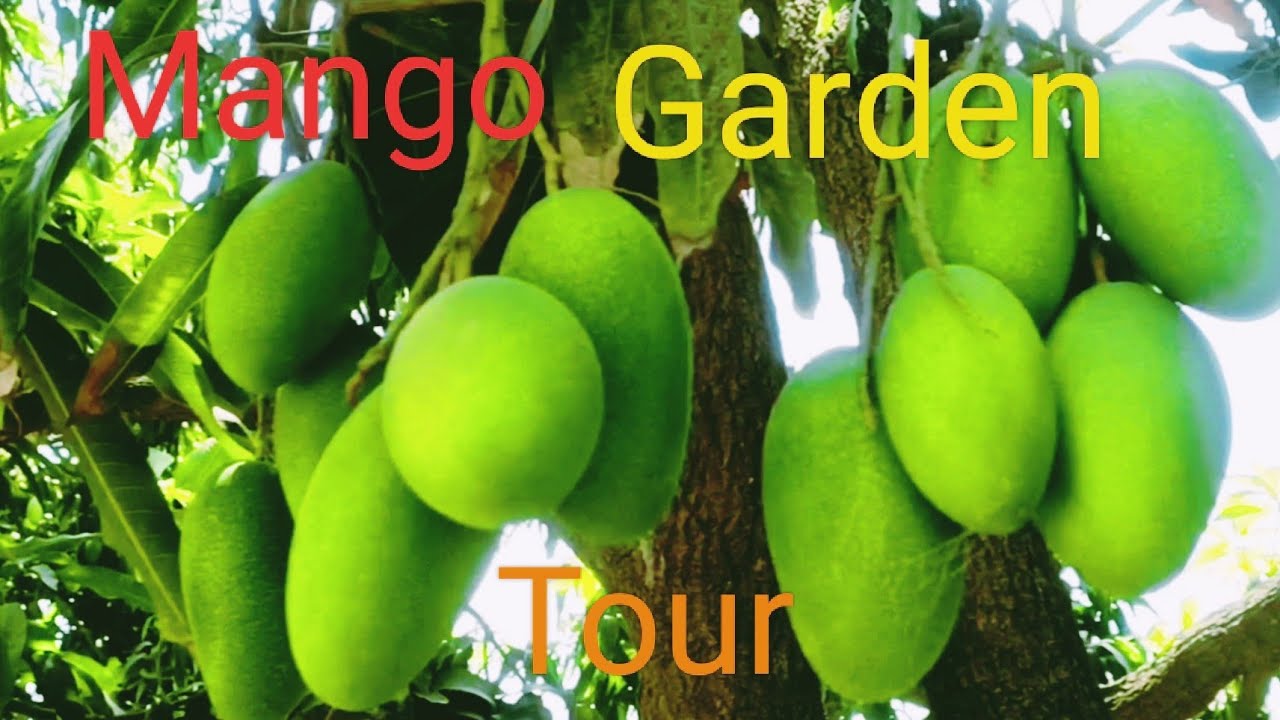Mango Garden Tour । My Mango Garden Tour 2024 । Mango Farm - YouTube