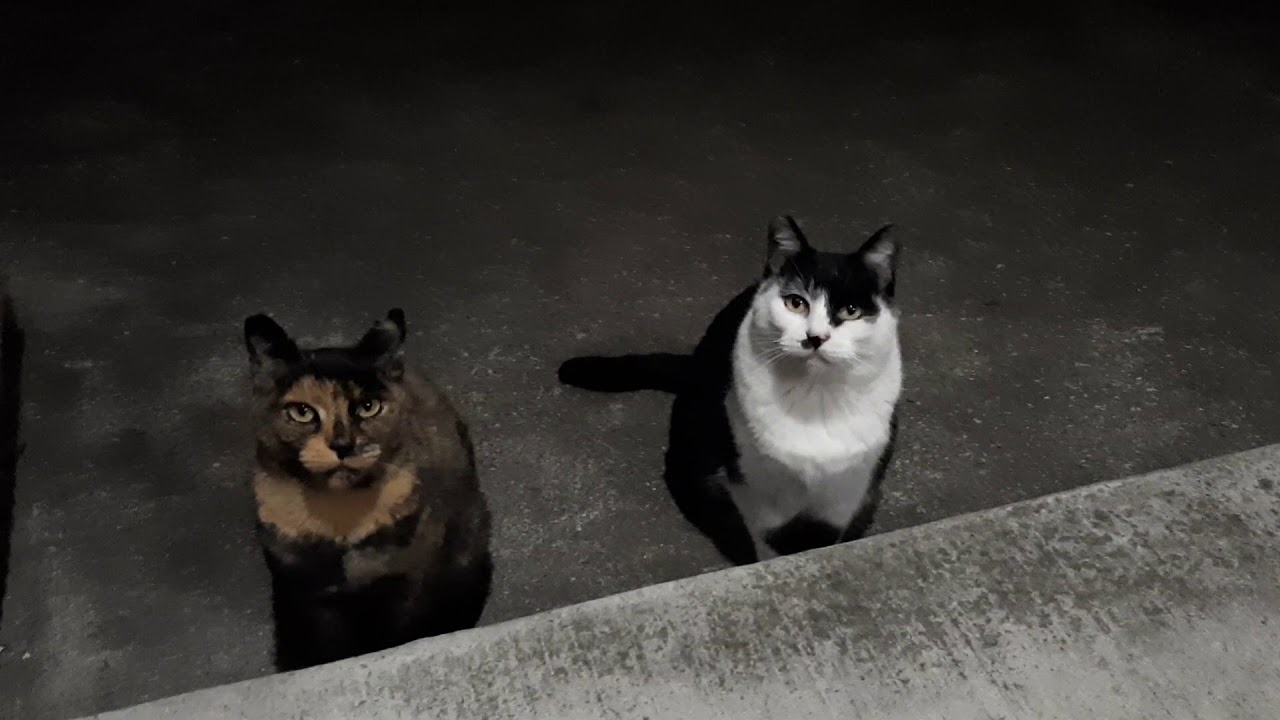 Cats move head side to side - YouTube