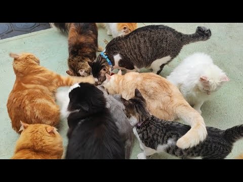 Dasar mak jeboh mau makan saja heboh tarjo kena sasaran ke sangaranya